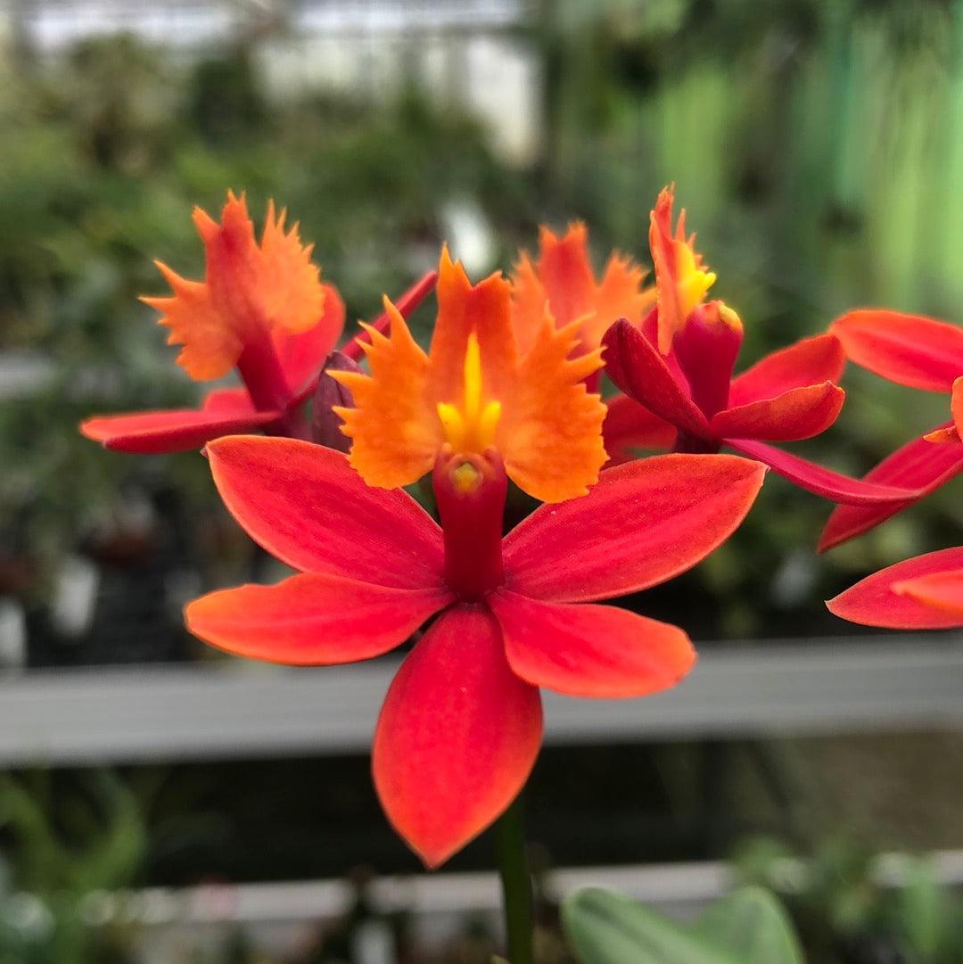 Epidendrum "NORDIC FIRE" – Hennis Orchideen