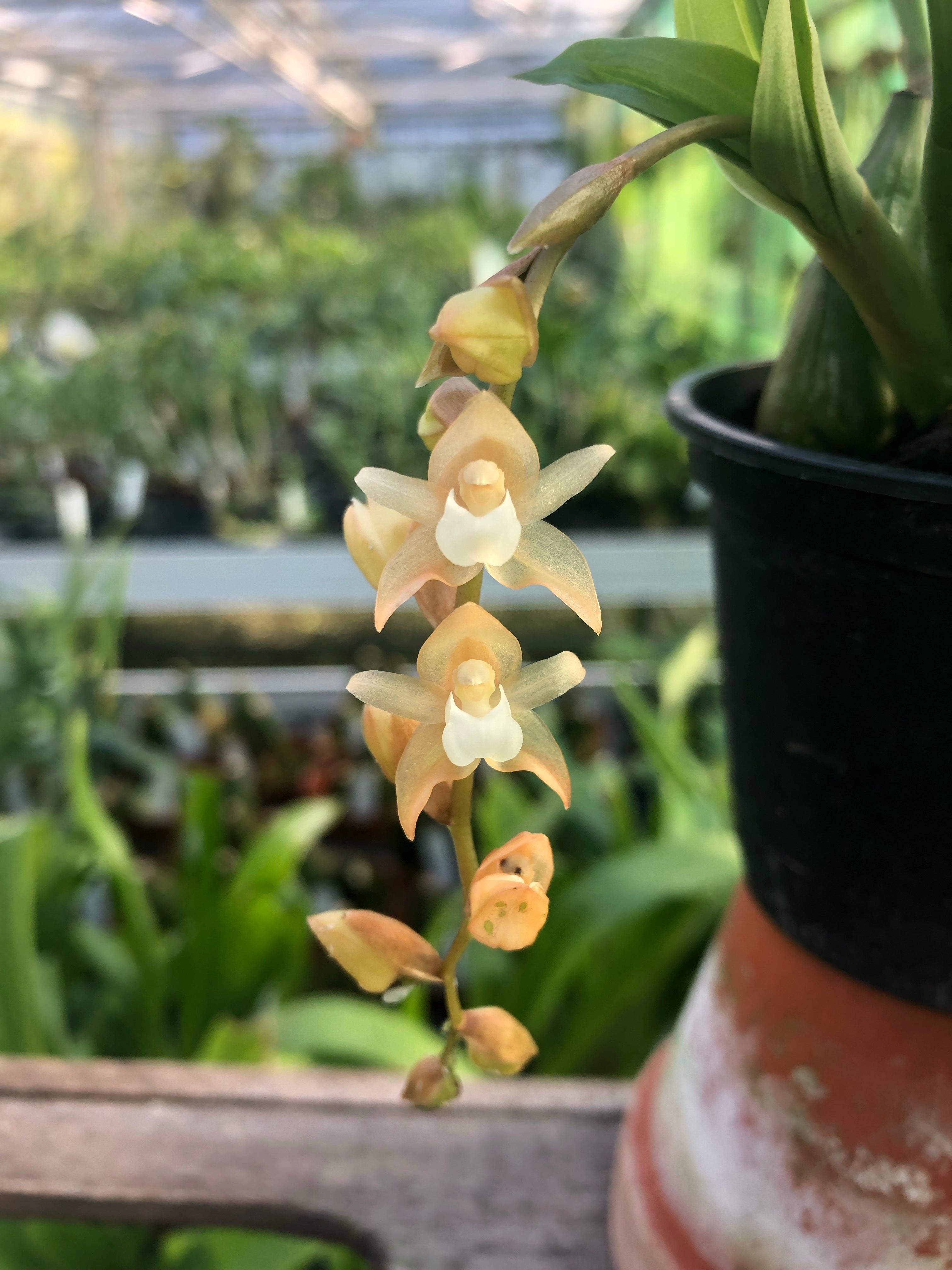 Pholidota chinensis – Hennis Orchideen
