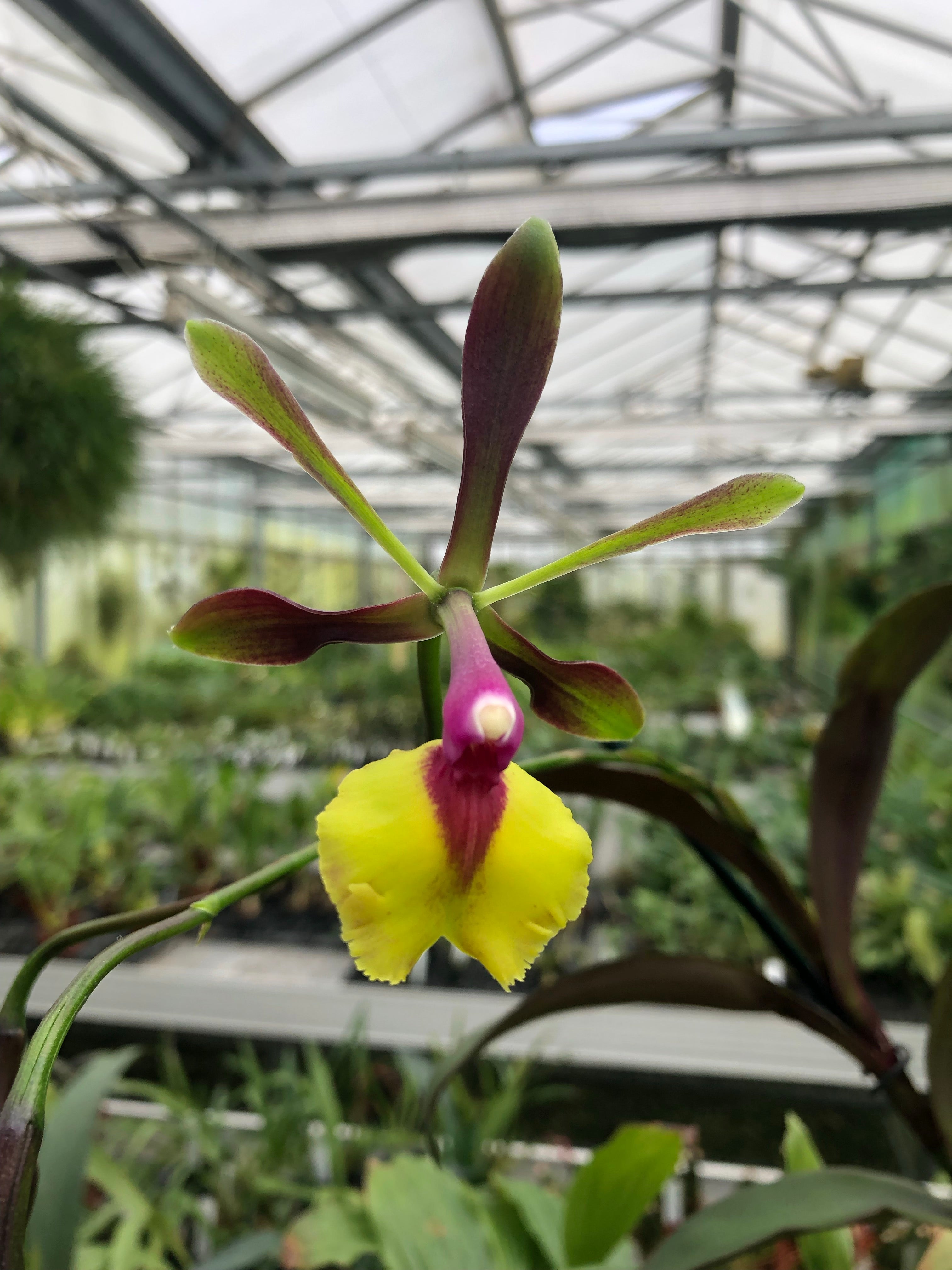 Epicattleya Rene Marques X Ep. melanoporphyrum – Hennis Orchideen