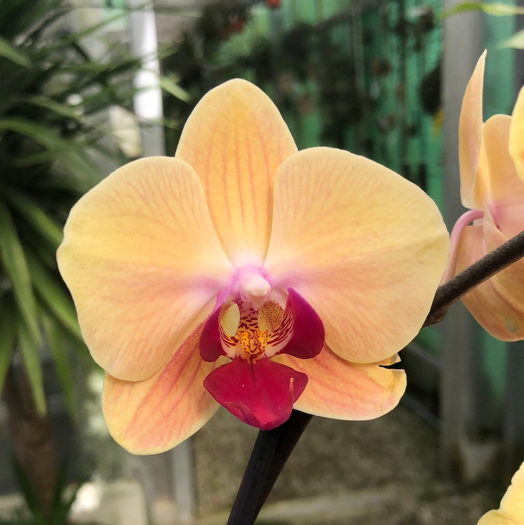 Phalaenopsis Gaslamp Glow – Hennis Orchideen