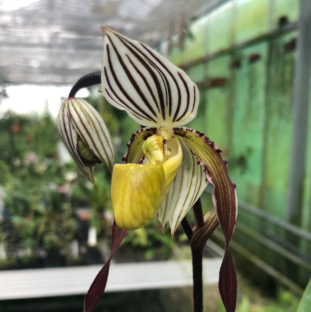 Paphiopedilum philippinense – Hennis Orchideen