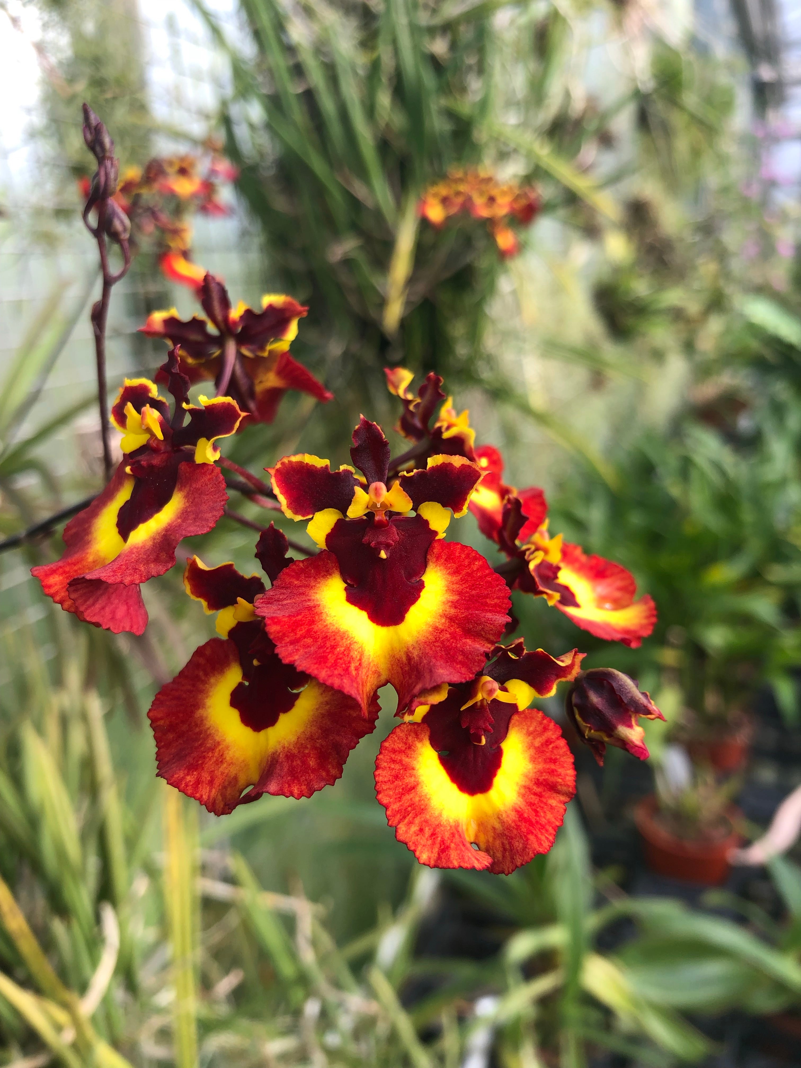 Tolumnia variegata hybrid "Yellow-Red" – Hennis Orchideen