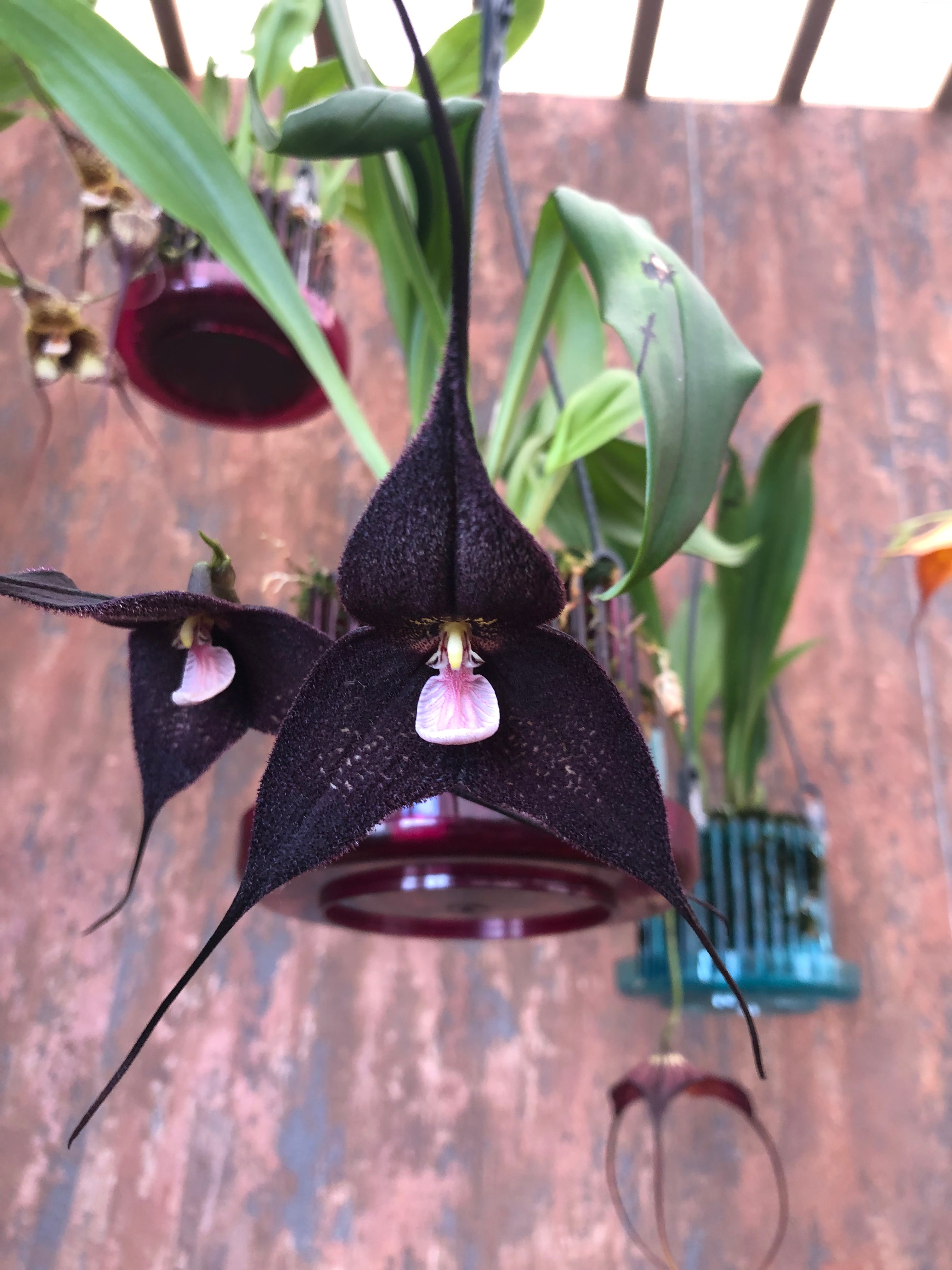 Dracula roezlii 'black' – Hennis Orchideen