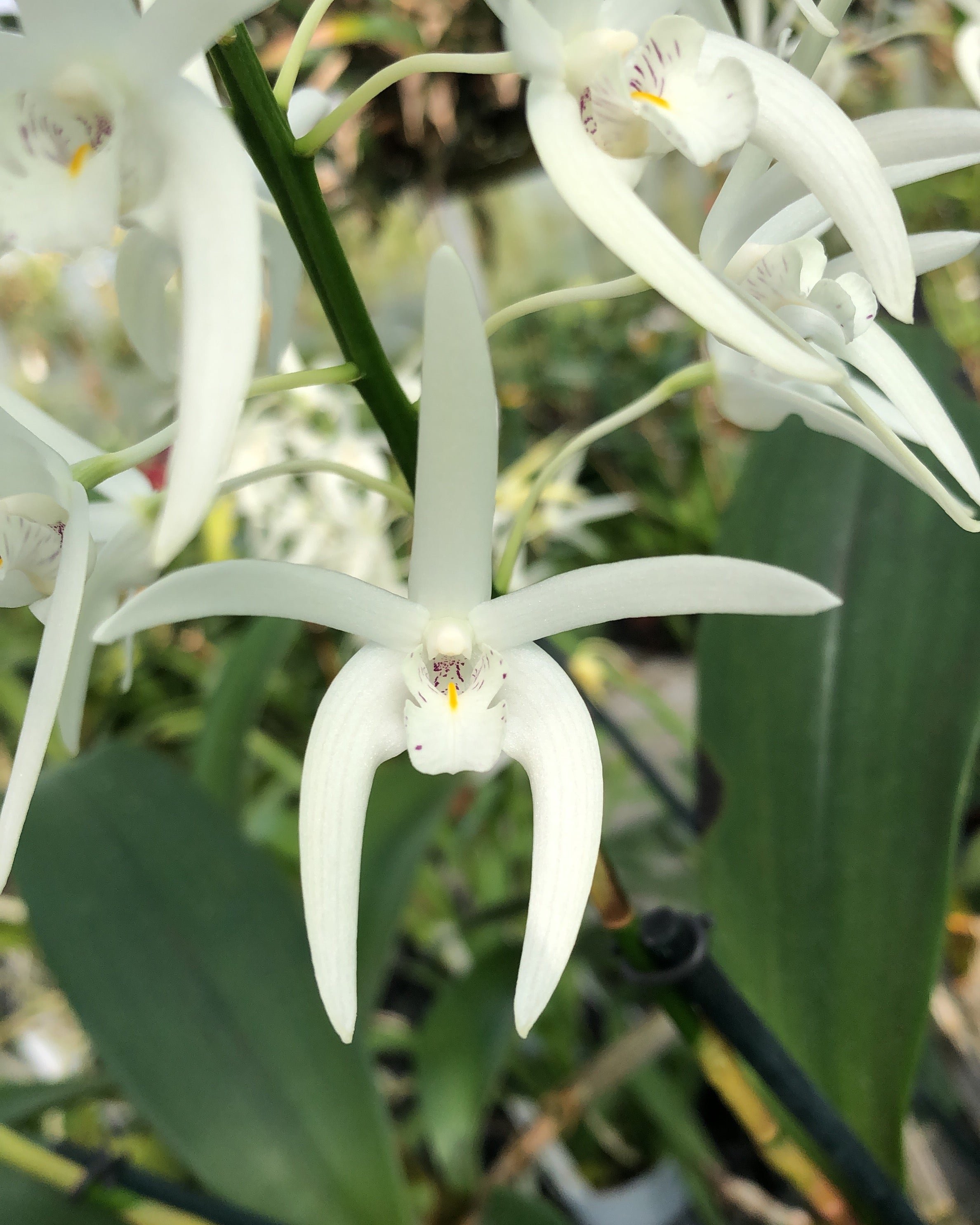 Dendrobium jonesii – Hennis Orchideen