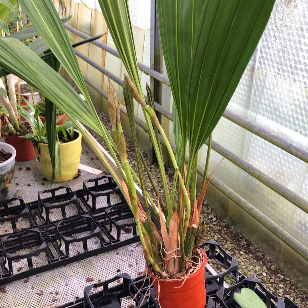 Xylobium pallidiflorum – Hennis Orchideen
