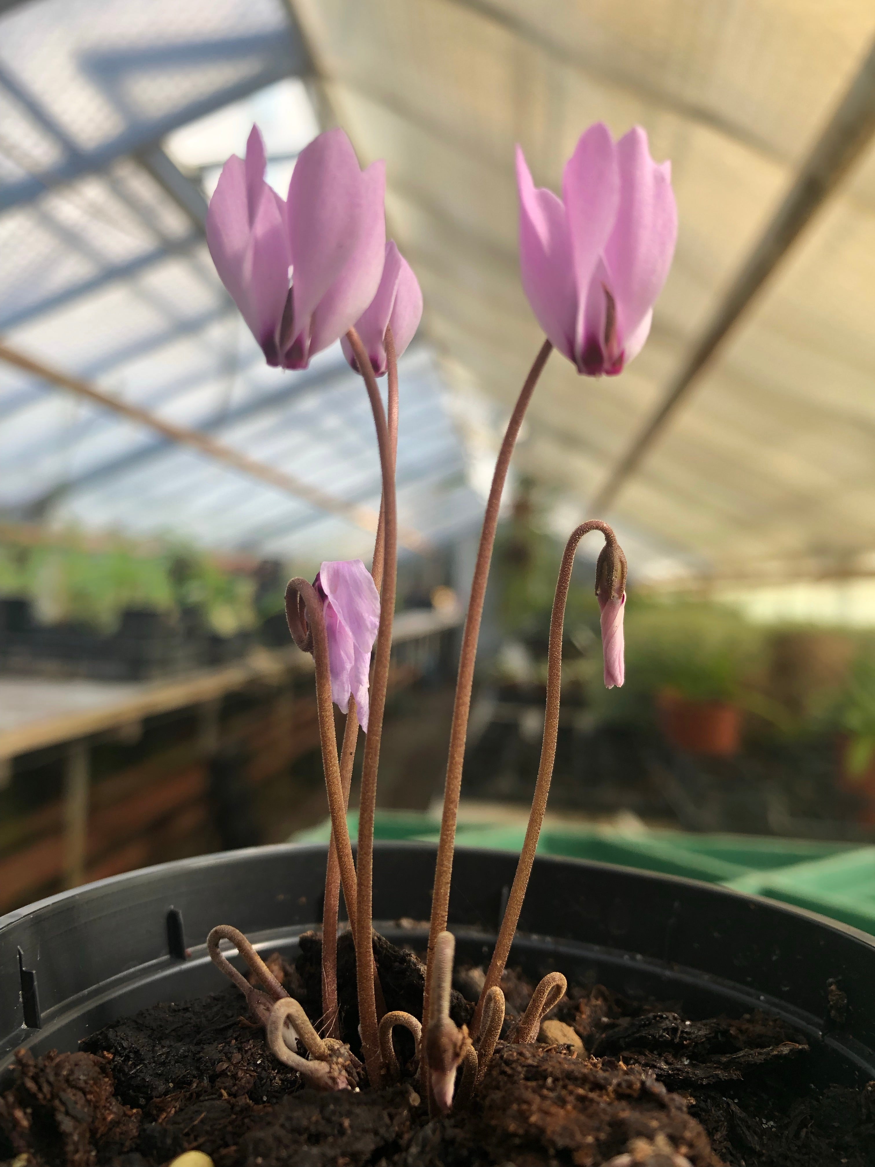 Cyclamen cilicium – Hennis Orchideen
