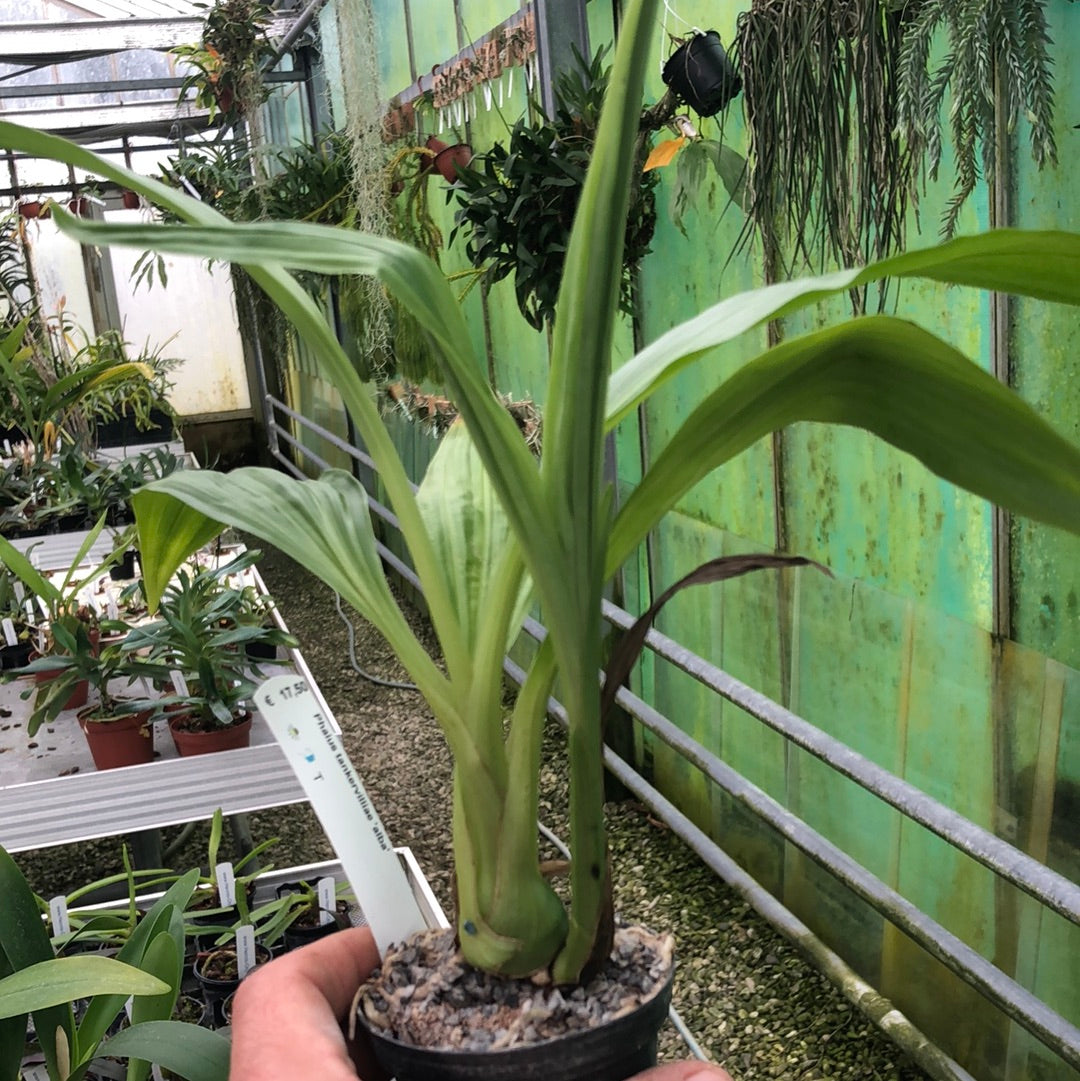 Phaius tankervilliae 'alba' – Hennis Orchideen