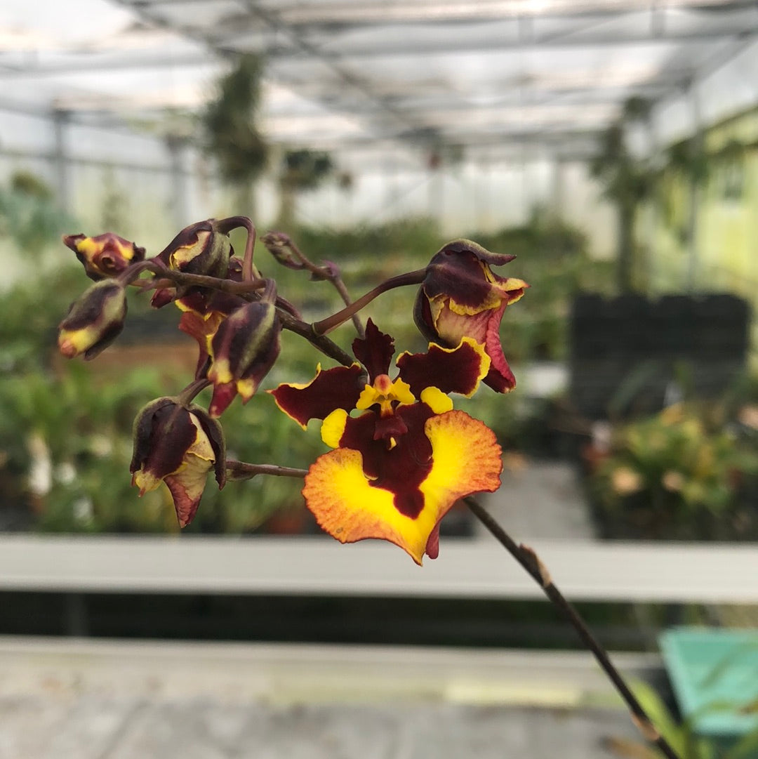 Tolumnia variegata Hybride GR23 – Hennis Orchideen