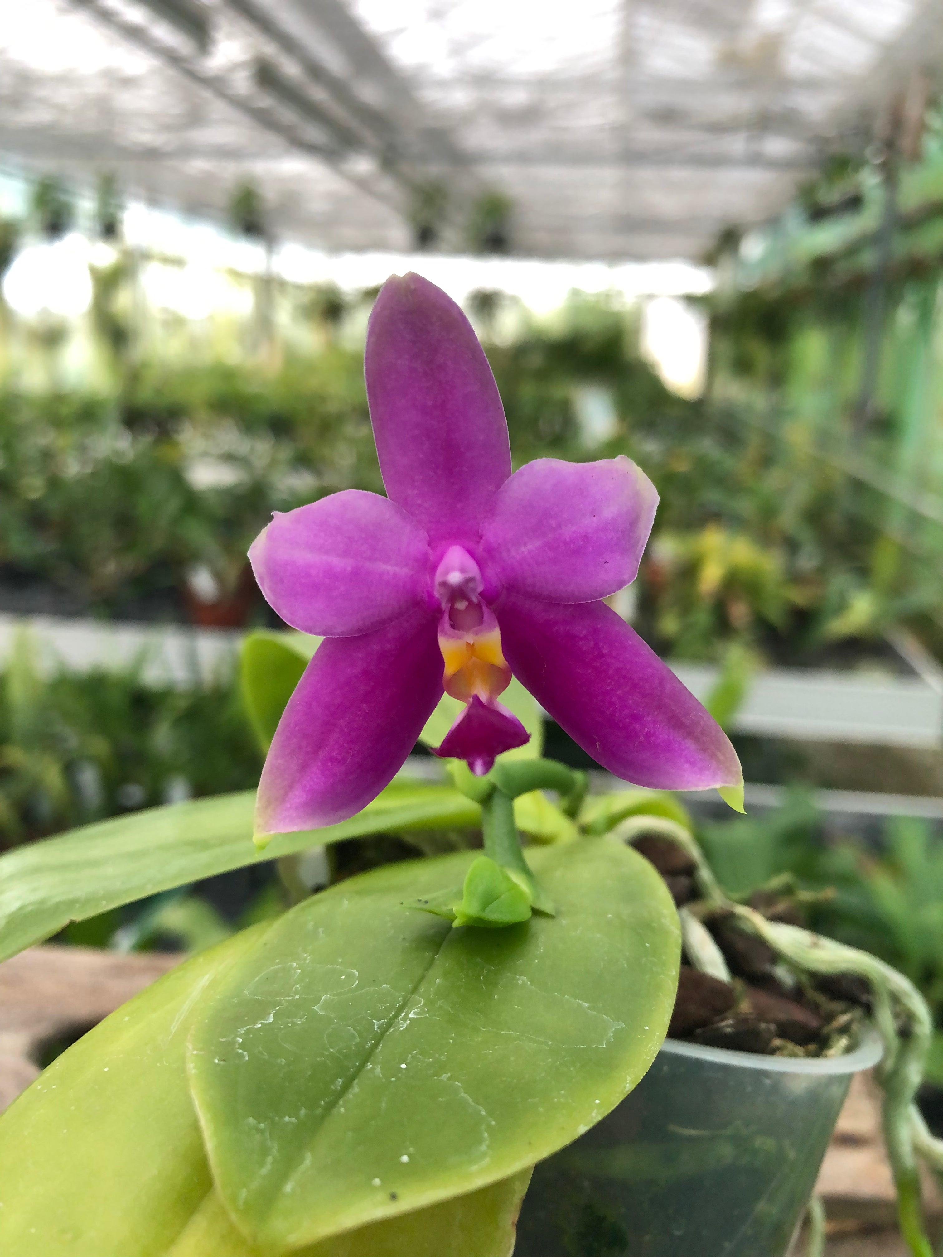 Phalaenopsis violacea 'Malaysia' – Hennis Orchideen