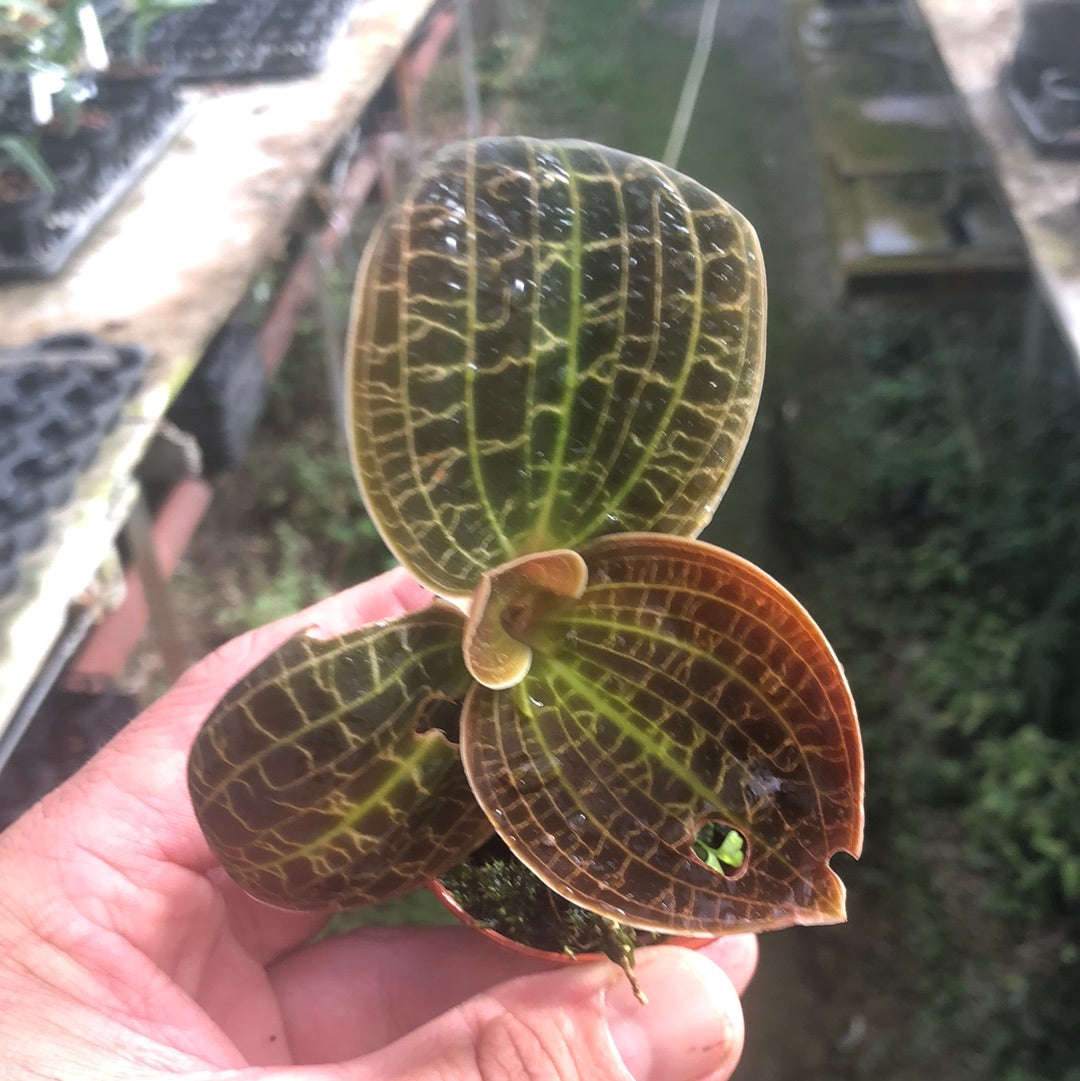 Dossinia marmorata – Hennis Orchideen