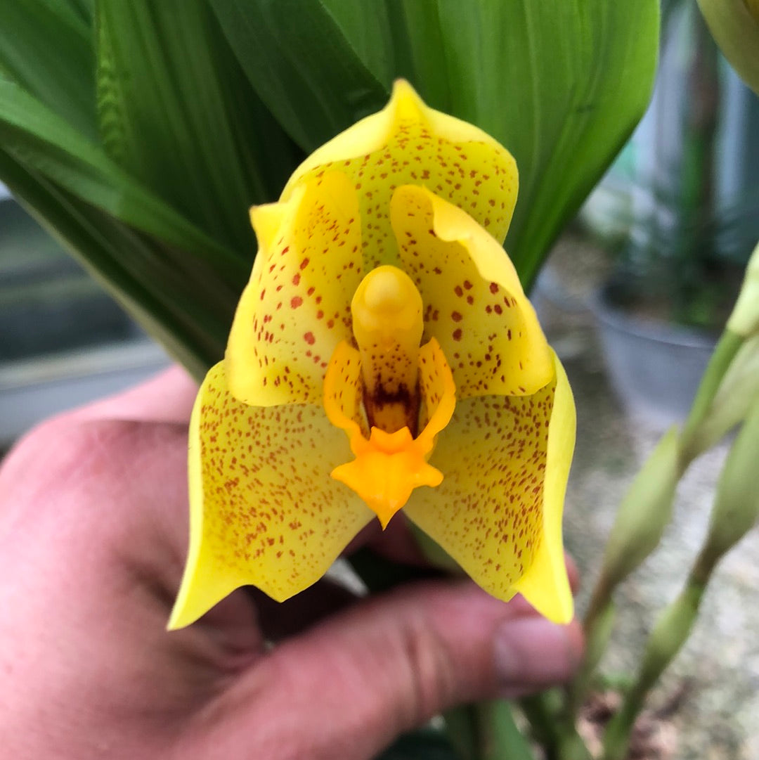 Anguloa clowesii hybrid – Hennis Orchideen