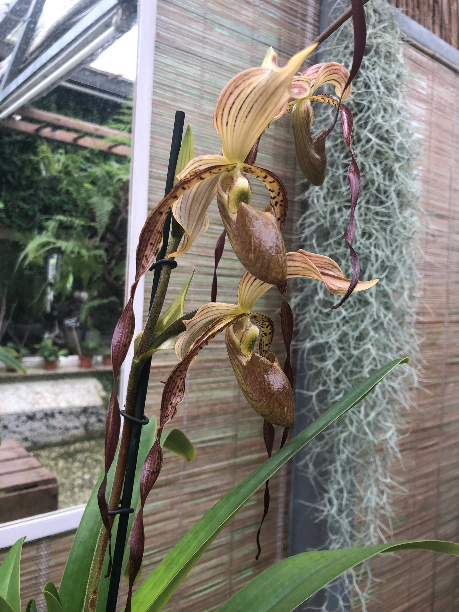 Paphiopedilum parishii x (parishii x rothschildianum) – Hennis Orchideen